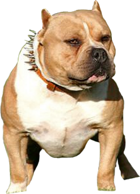 THE AMERICAN BULLY KENNEL CLUB